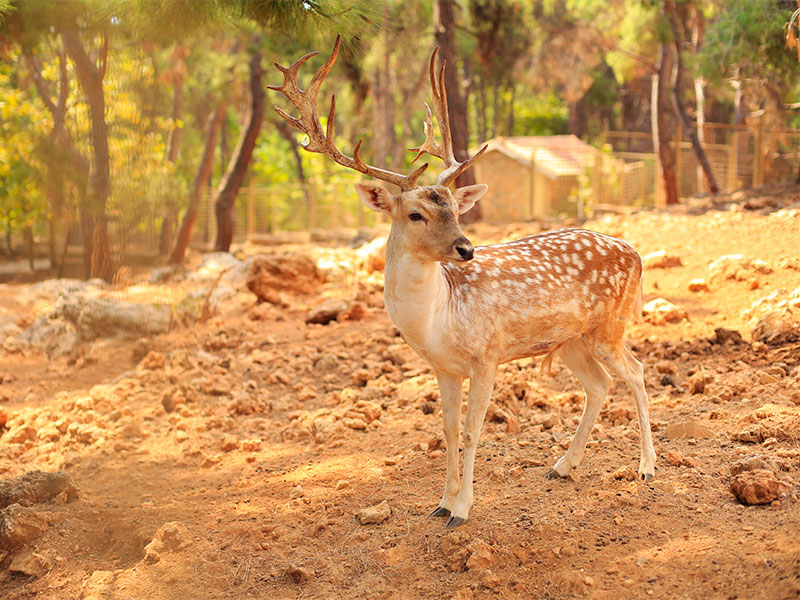 باغ وحش آنتالیا - بازدید از یک باغ وحش شگفت انگیز در سفر به آنتالیا